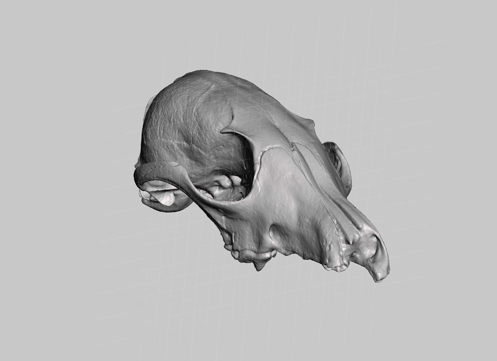 Real Coyote Skull, High Resolution STL Scan Animal Reproduction - Etsy