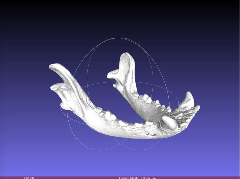 Bulldog Skull High Resolution STL Scan for Animal - Etsy Canada