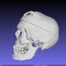 Phineas Gage Skull, (harvard CT SCAN), Museum Quality High Resolution ...