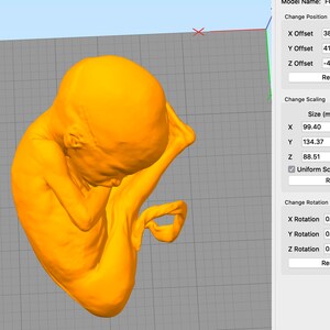NEW!~ Rare High Resolution 3D Scan Human Fetus ~16 Weeks Old 100 Yr Old ...