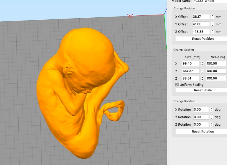 NEW!~ Rare High Resolution 3D Scan Human Fetus ~16 Weeks Old 100 Yr Old ...