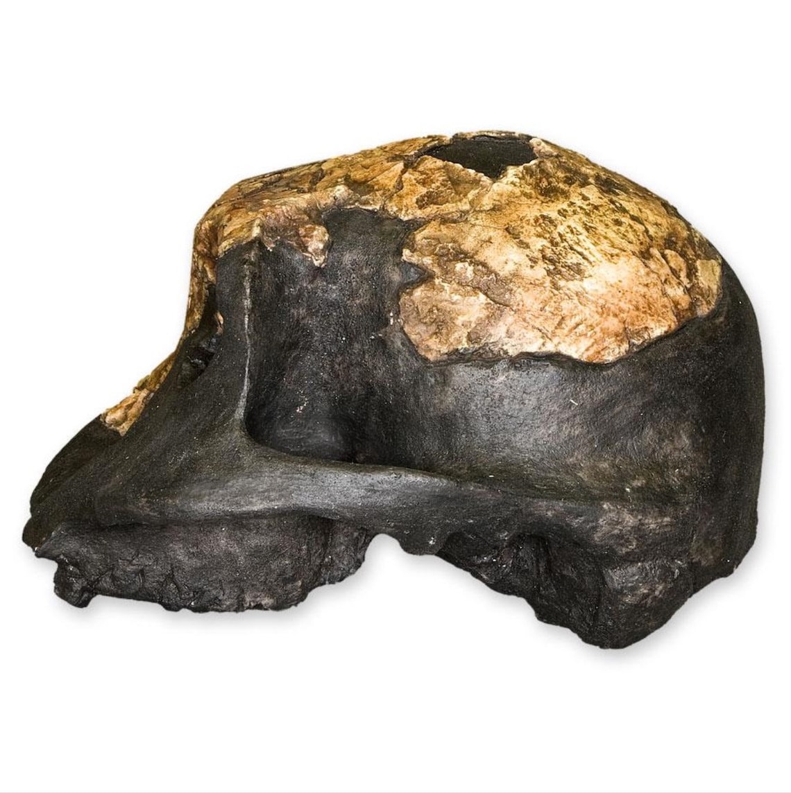 Australopithecus Boisei Skull, Female, KNM ER 732, Ancient Hominid ...