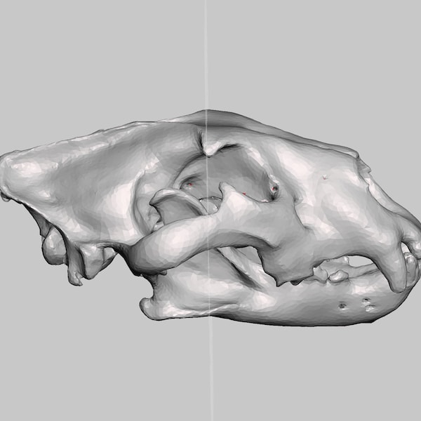 3d Scan Skull - Etsy
