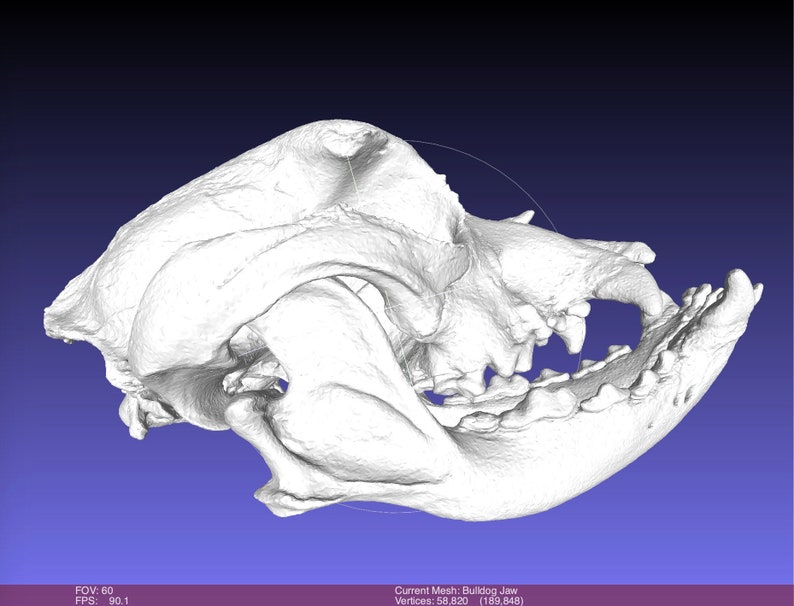Bulldog Skull High Resolution STL Scan for Animal - Etsy Canada