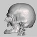 Unusual Male Skull, Edentulous (toothless), Quality High Resolution STL ...