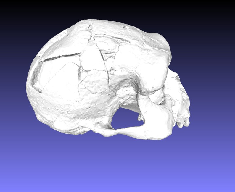 Homo Erectus, Sangiran 17, Ancient Hominid Skull Museum Quality High ...