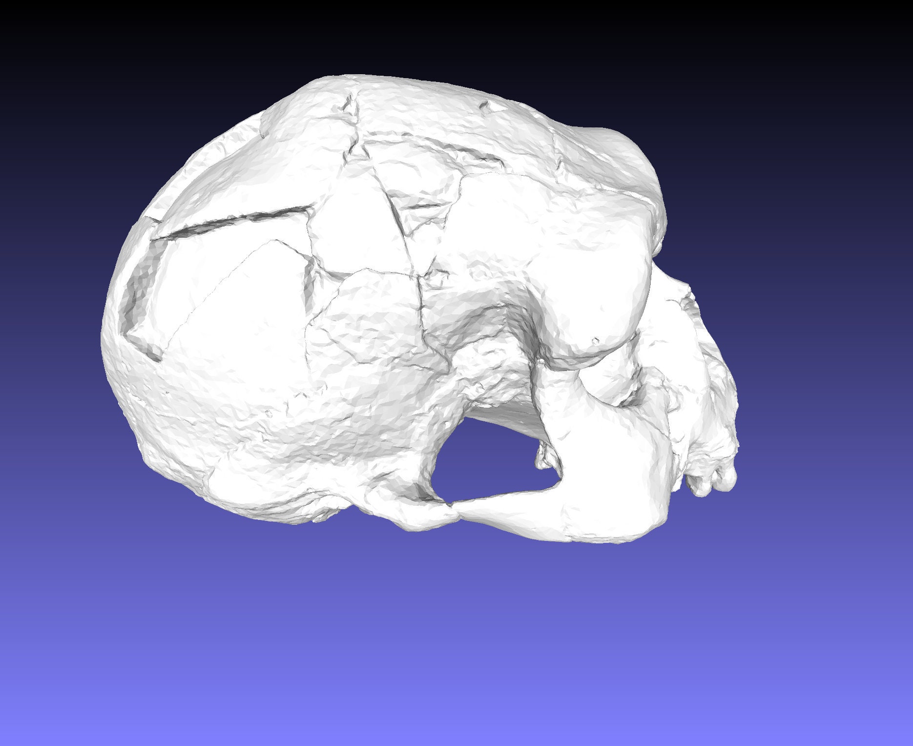 Homo Erectus, Sangiran 17, Ancient Hominid Skull Museum Quality High ...