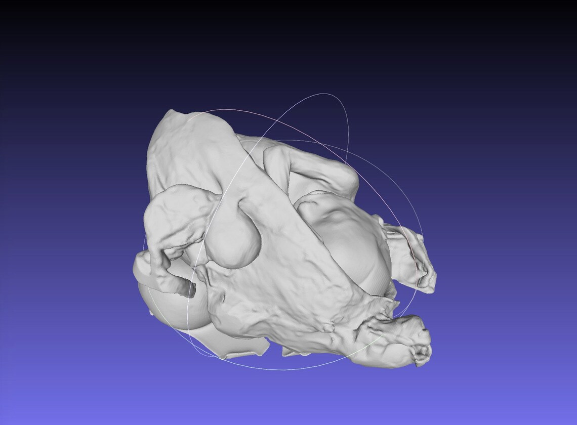 Cutaway View Human Fetus in Utero, 20 Week Old STL, Rare High ...