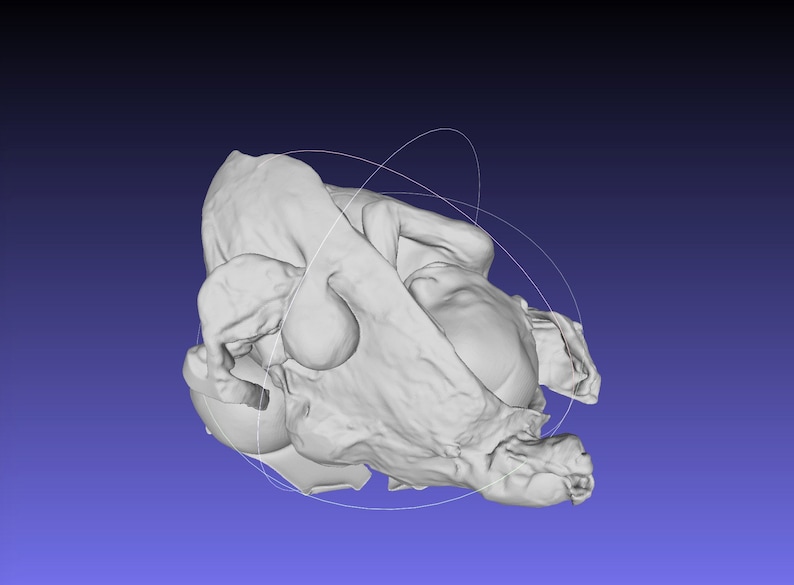 Cutaway View Human Fetus in Utero, 20 Week Old STL, Rare High ...
