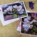Apple Flowers Original Photo Art Greeting Cards With Envelopes-floral 4 ...