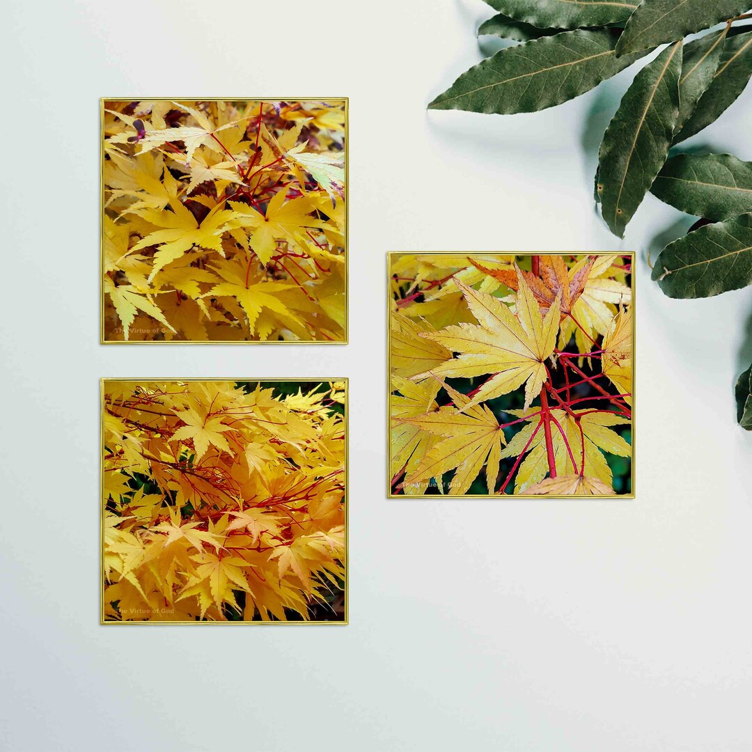 Autumn Vibrant Leaves-authentic Nature Macro Photography-unframed ...