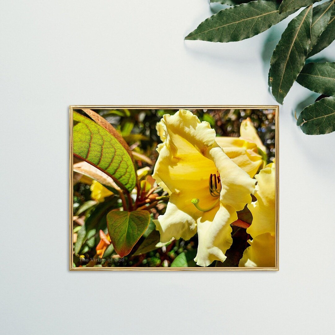 Yellow Rhododendron Flowers-authentic Nature Wall Art Closeup ...