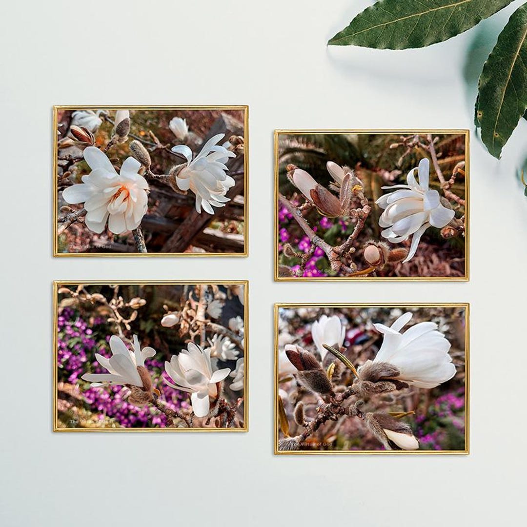 Spring White Magnolia Floral Photography by the Virtue of God- Unframed ...