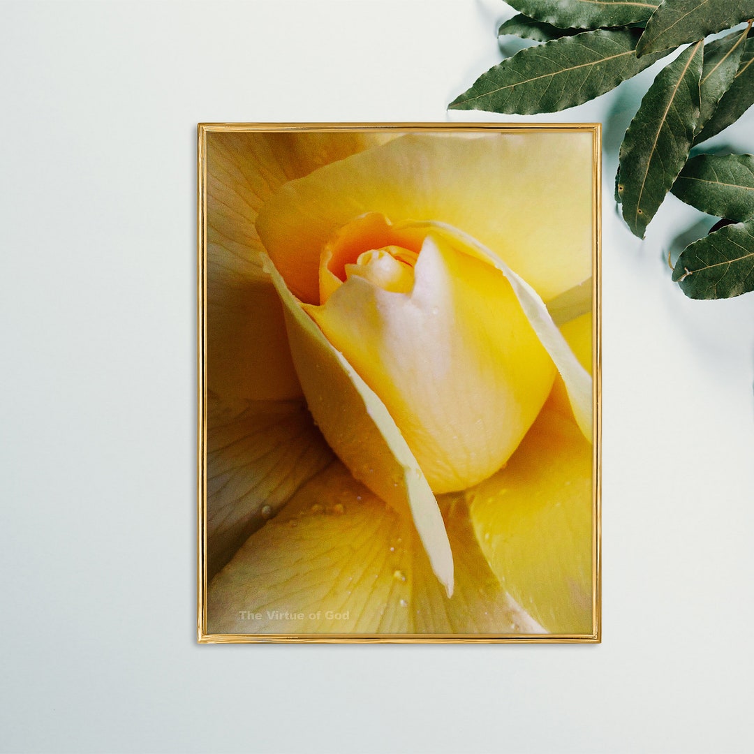 Yellow Rose Flower With Raindrops-authentic Nature Macro Photography ...