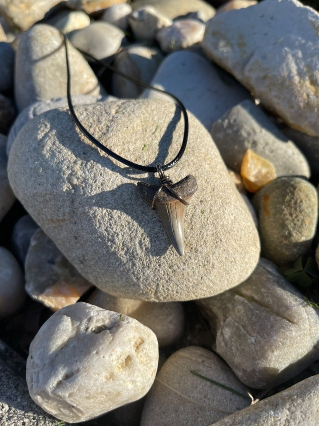 Shark Tooth Necklace Extinct White Shark Tooth Authentic - Etsy