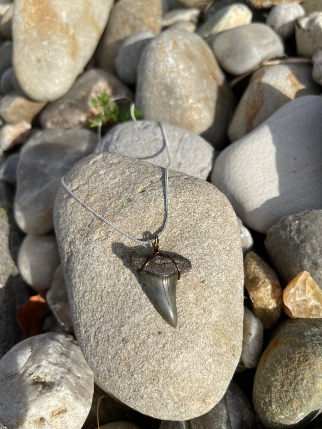 Extinct White Shark Tooth| Fossil Necklace | Authentic Sharks Tooth ...