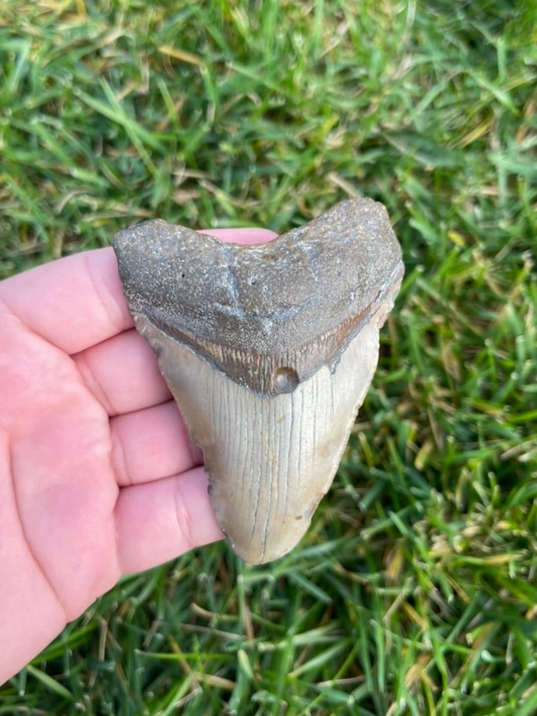 3.58 Megalodon Tooth Real Fossilized Extinct Megalodon Tooth No ...