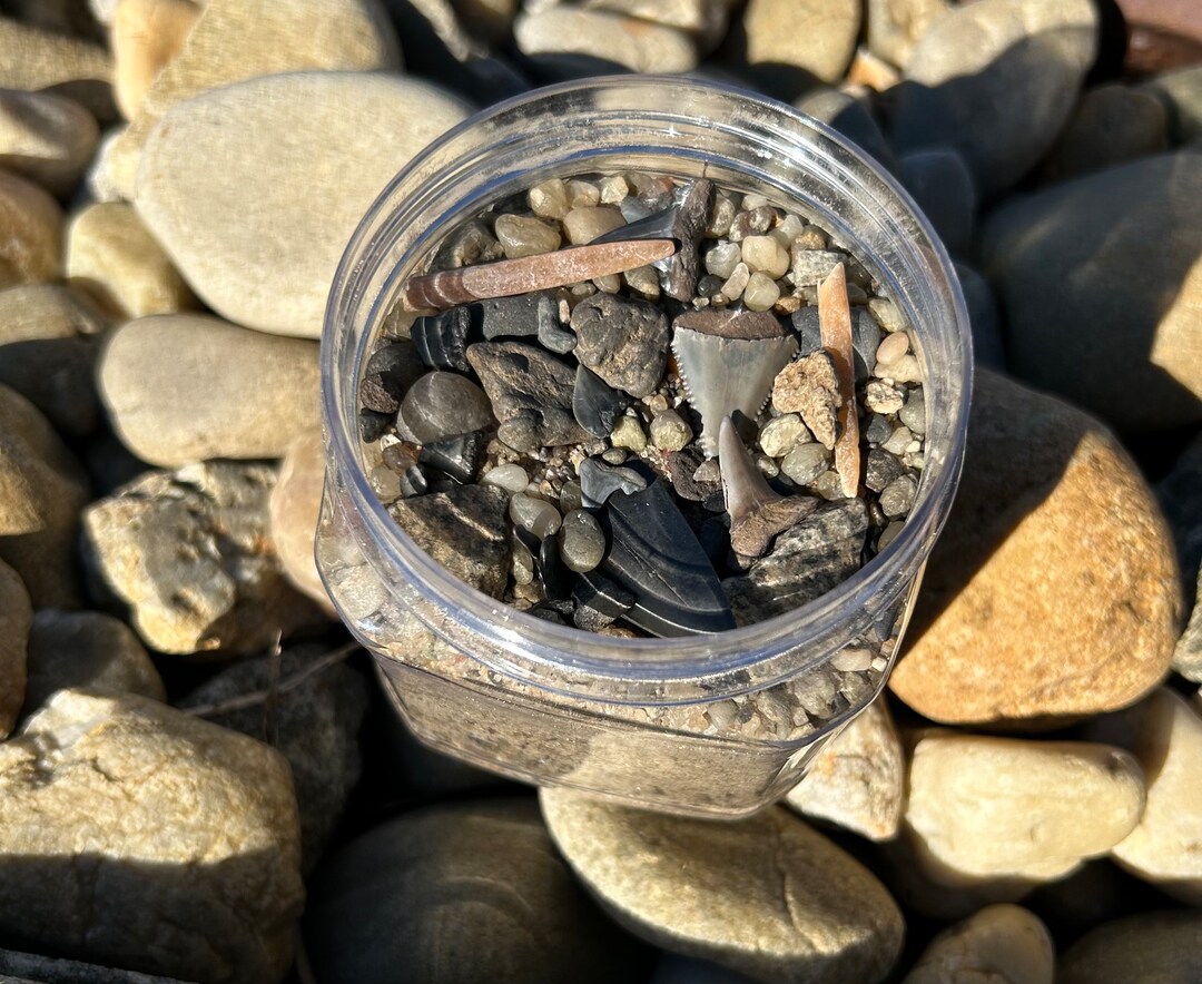 Fossil Dig Kit - Etsy