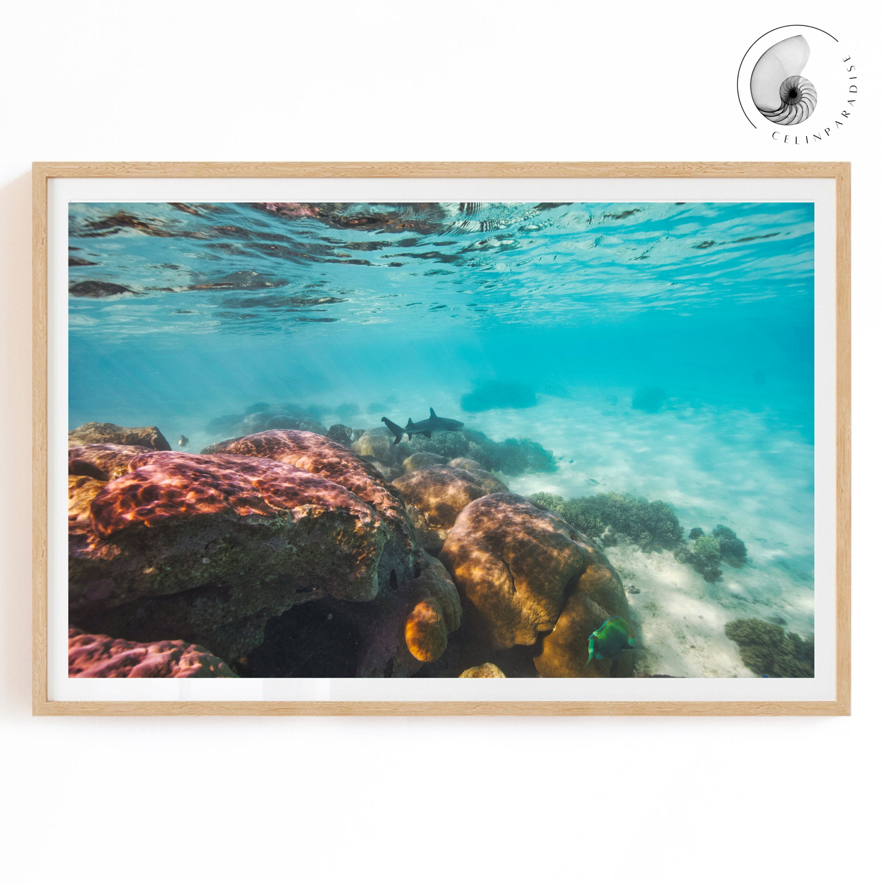 Underwater Shark Ocean Print, Underwater Photography, Shark Australia ...