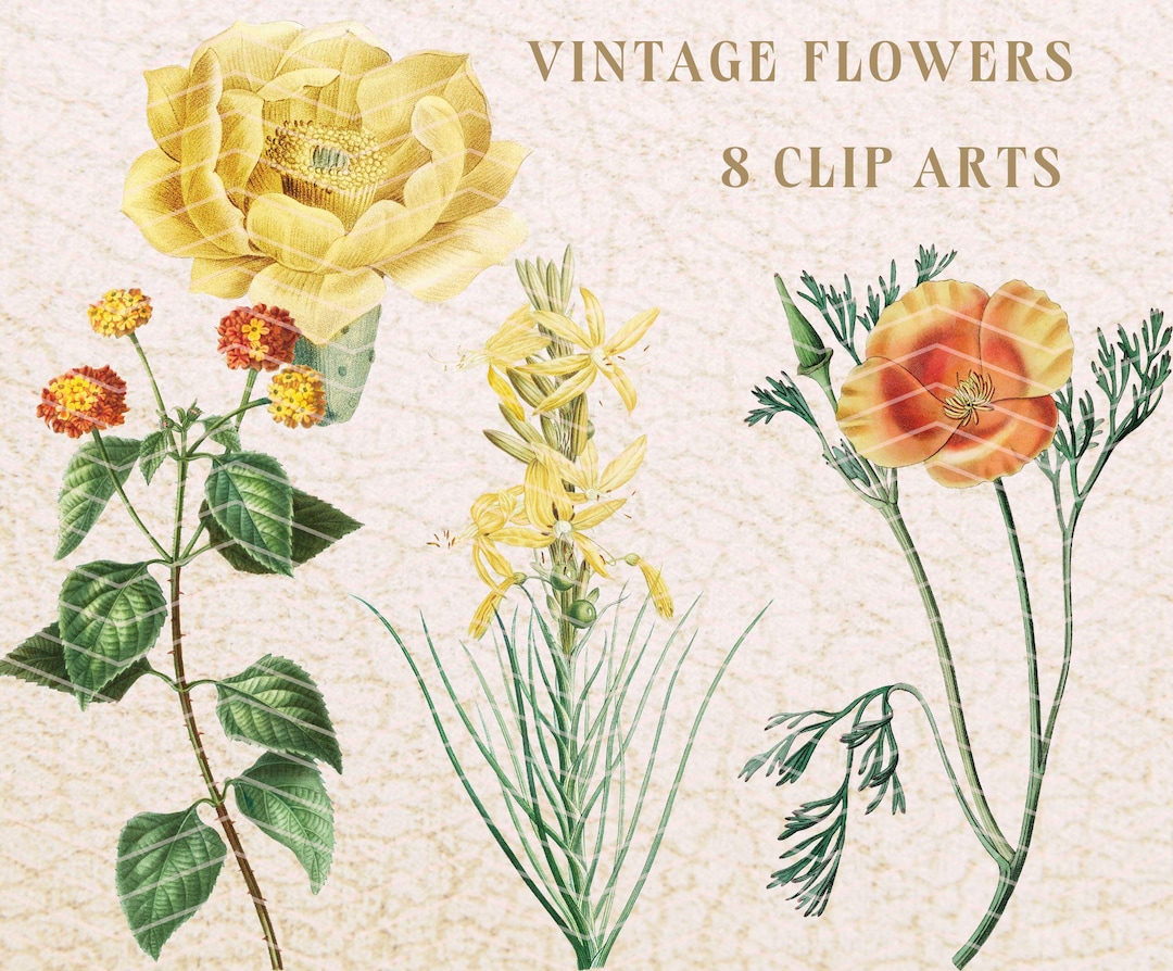 Vintage Botanical Flower Clip Art Set 8 High-quality Floral ...