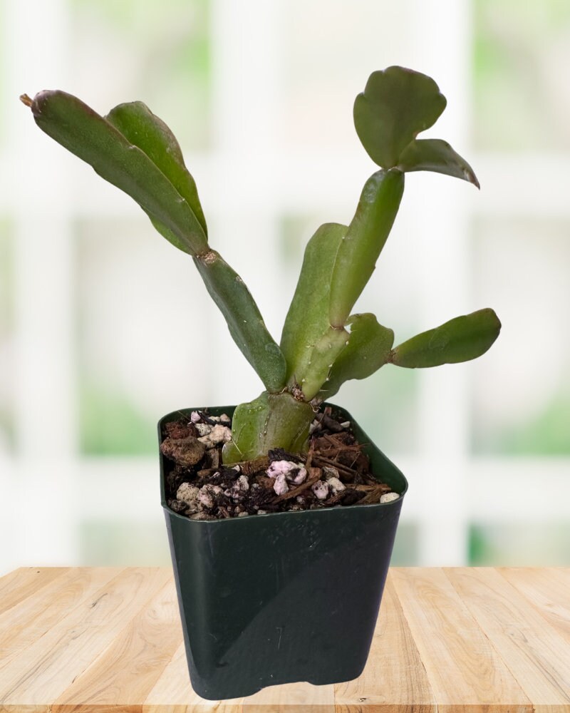 True Christmas Cactus Cuttings or Starter Plant (schlumbergera X ...