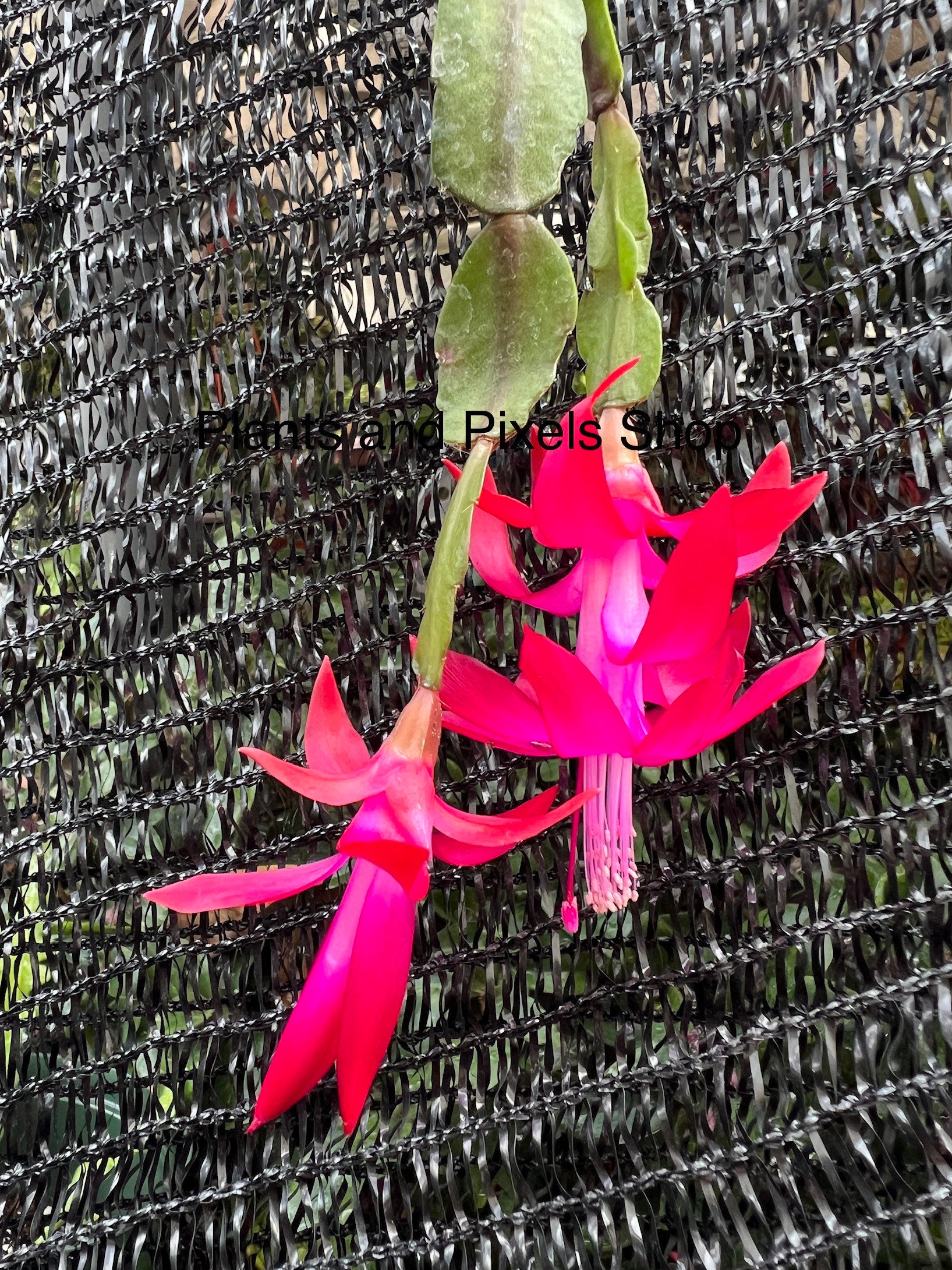 True Christmas Cactus Cuttings or Starter Plant (schlumbergera X ...