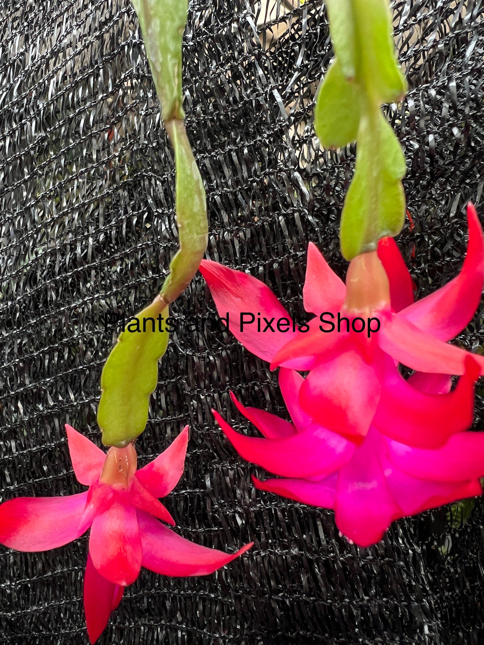 True Christmas Cactus Cuttings or Starter Plant (schlumbergera X ...