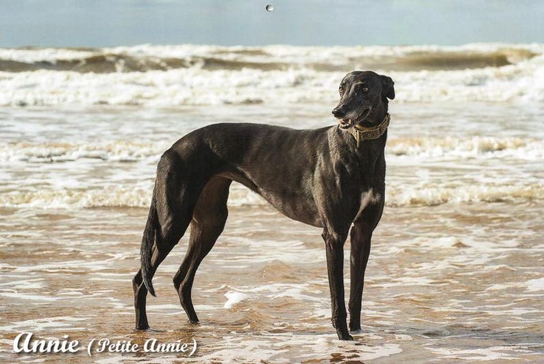 2026 Greyhound Calendar: A4 to A3, Hounds Homed, Charity Fundraising - Etsy