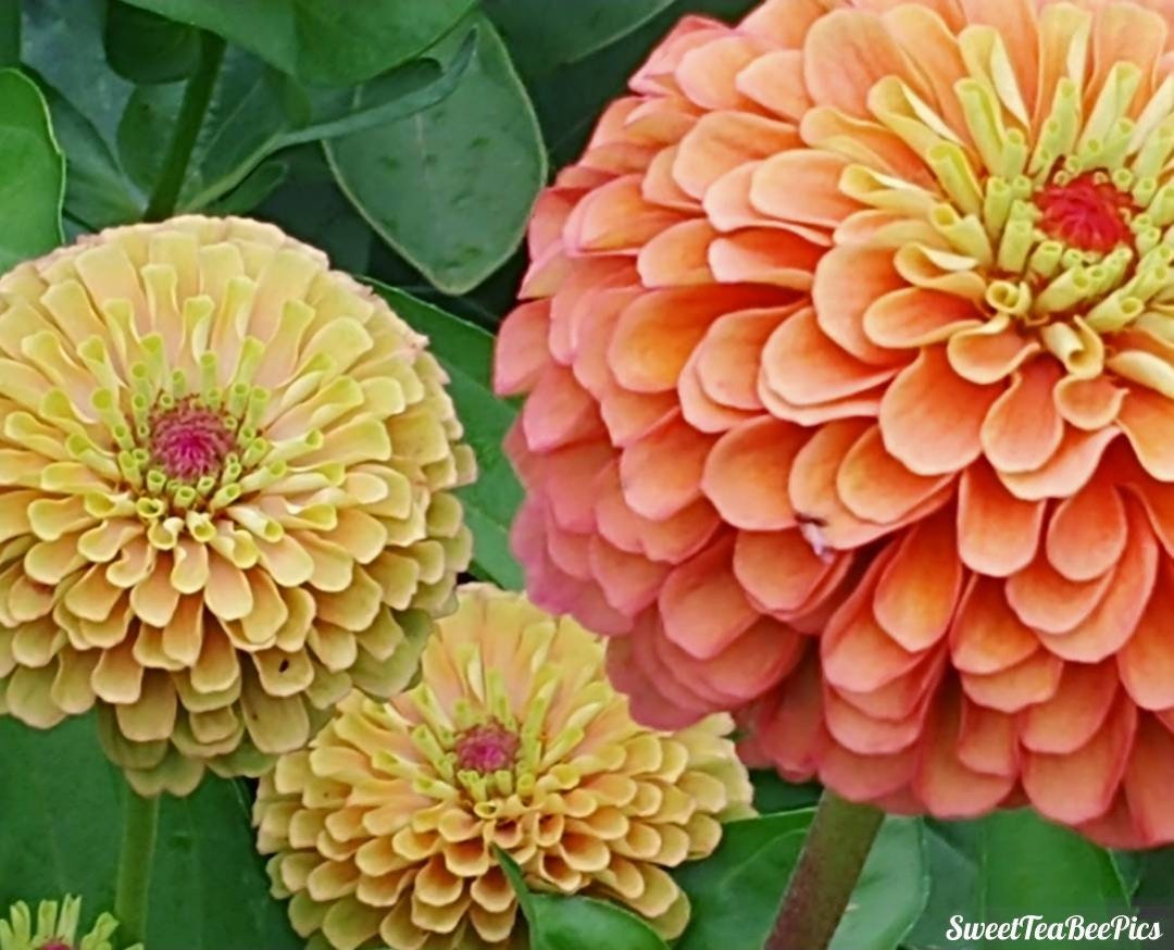 Zinnias, Digital Wall Art, Wall Decor, Floral Wall Art, Botanical Wall ...