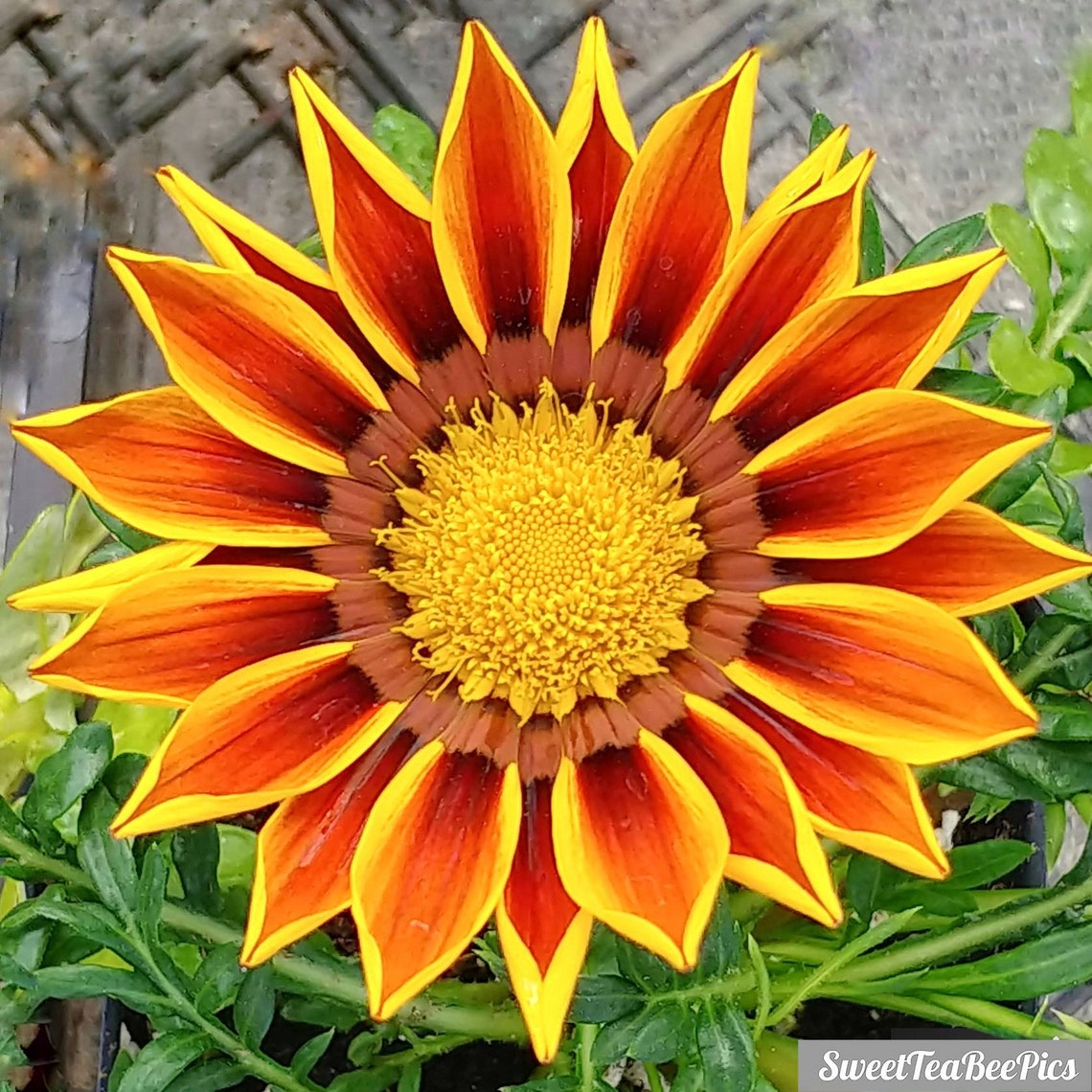 Golden Treasure Flower, Digital Wall Art, Wall Decor, Floral Wall Art ...