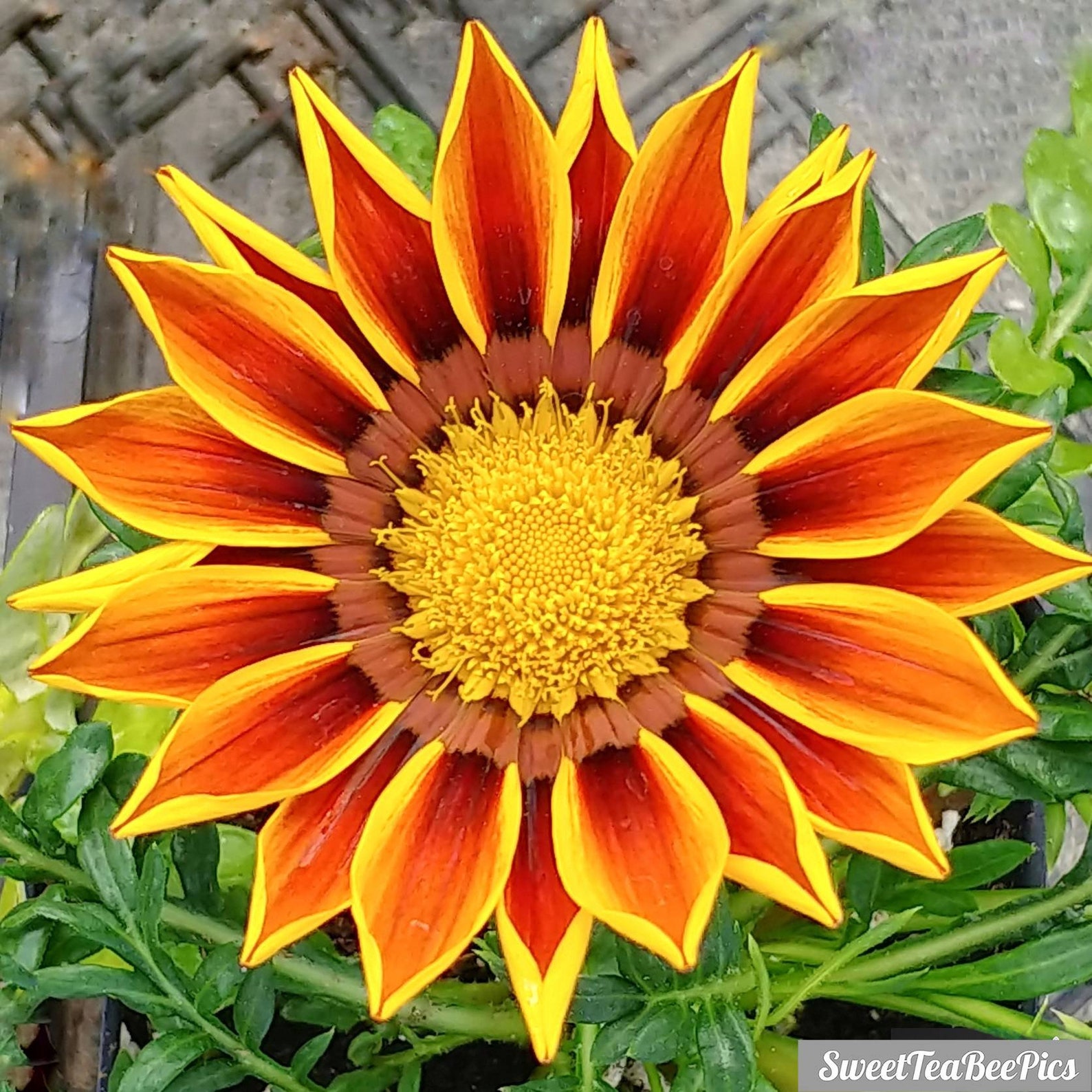 Golden Treasure Flower, Digital Wall Art, Wall Decor, Floral Wall Art ...