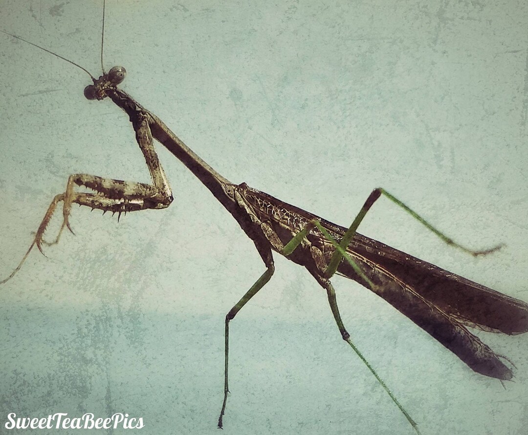 Mantis Digital Print - Etsy