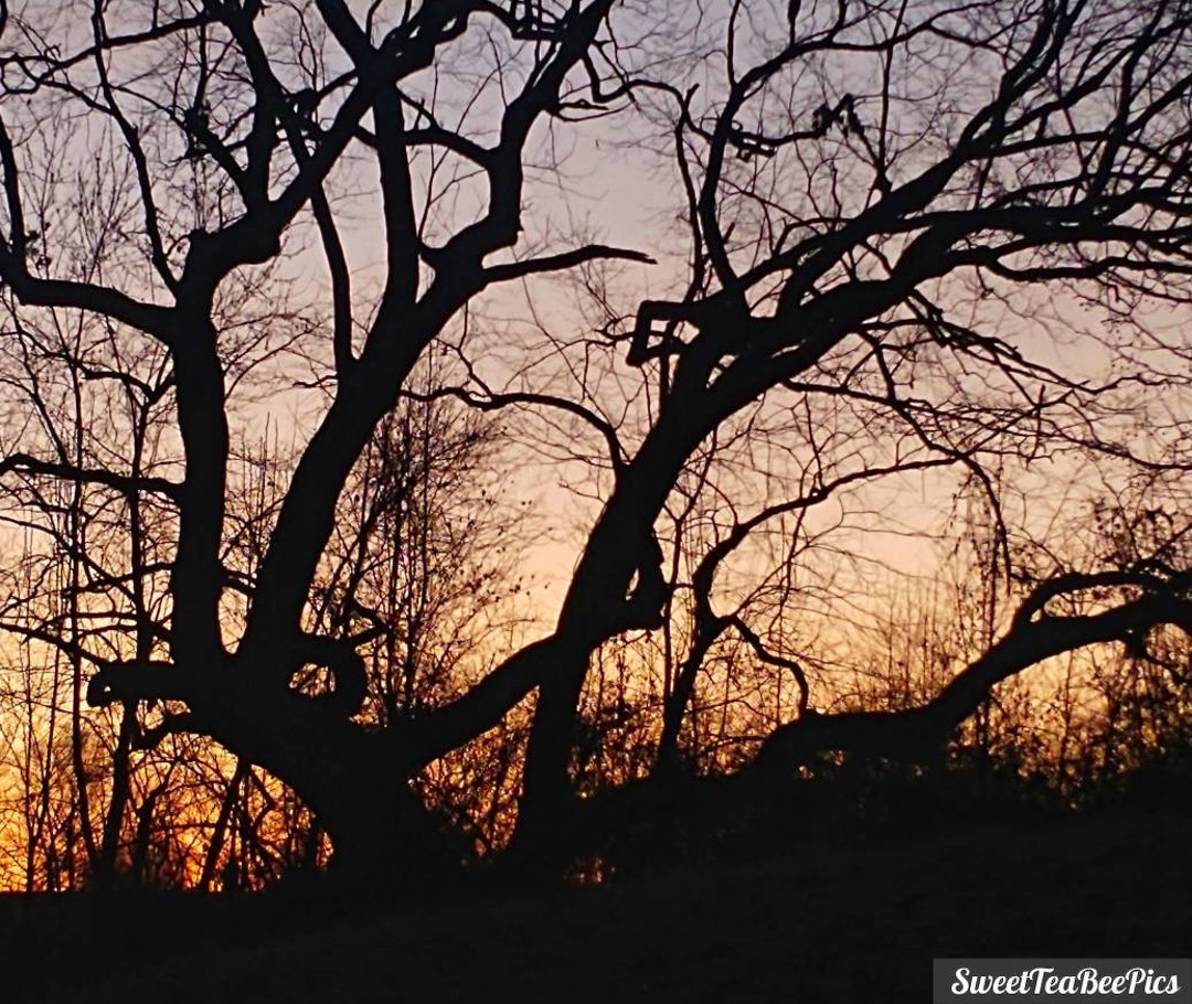 The Turning Tree - Etsy