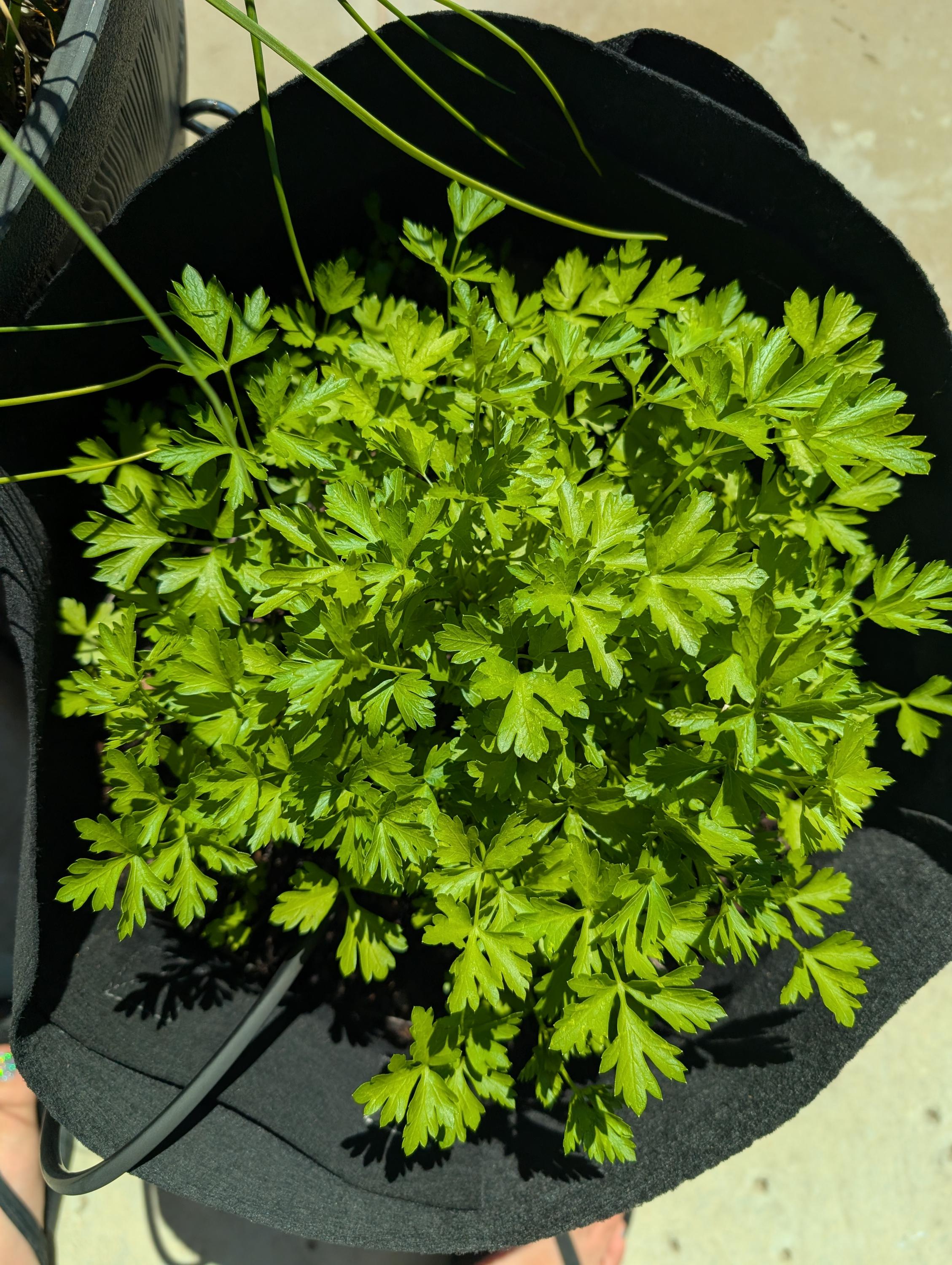 Parsley Seeds - Flat Leaf Parsley - Etsy