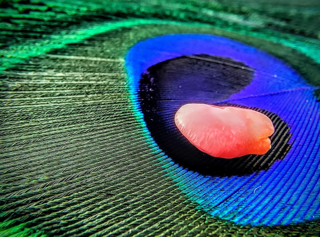 Pink Baroque Conch Pearl FLAME! - Etsy