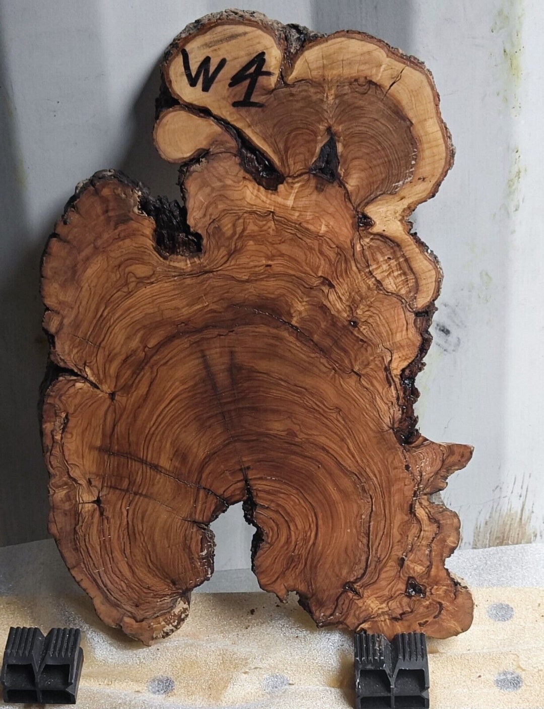 Rustic Olive Live Edge Slab Cookie Tree Root Slice Wood Slice for Epoxy ...