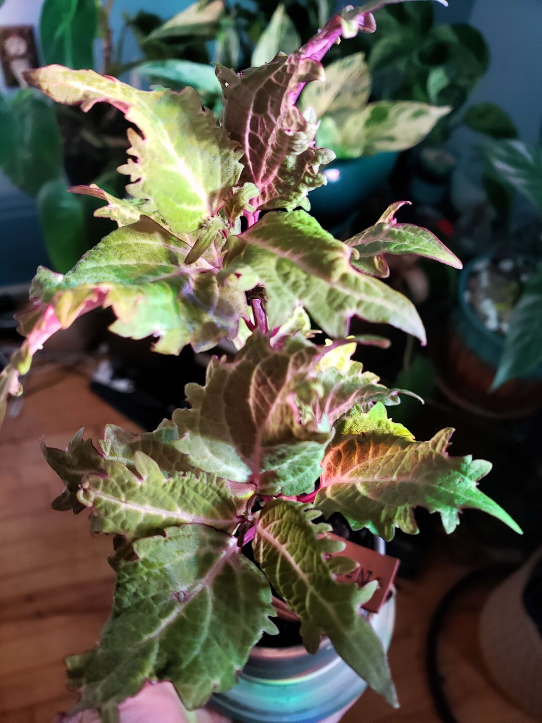 Coleus Cuttings Pink Ruffles 2 Cuttings - Etsy