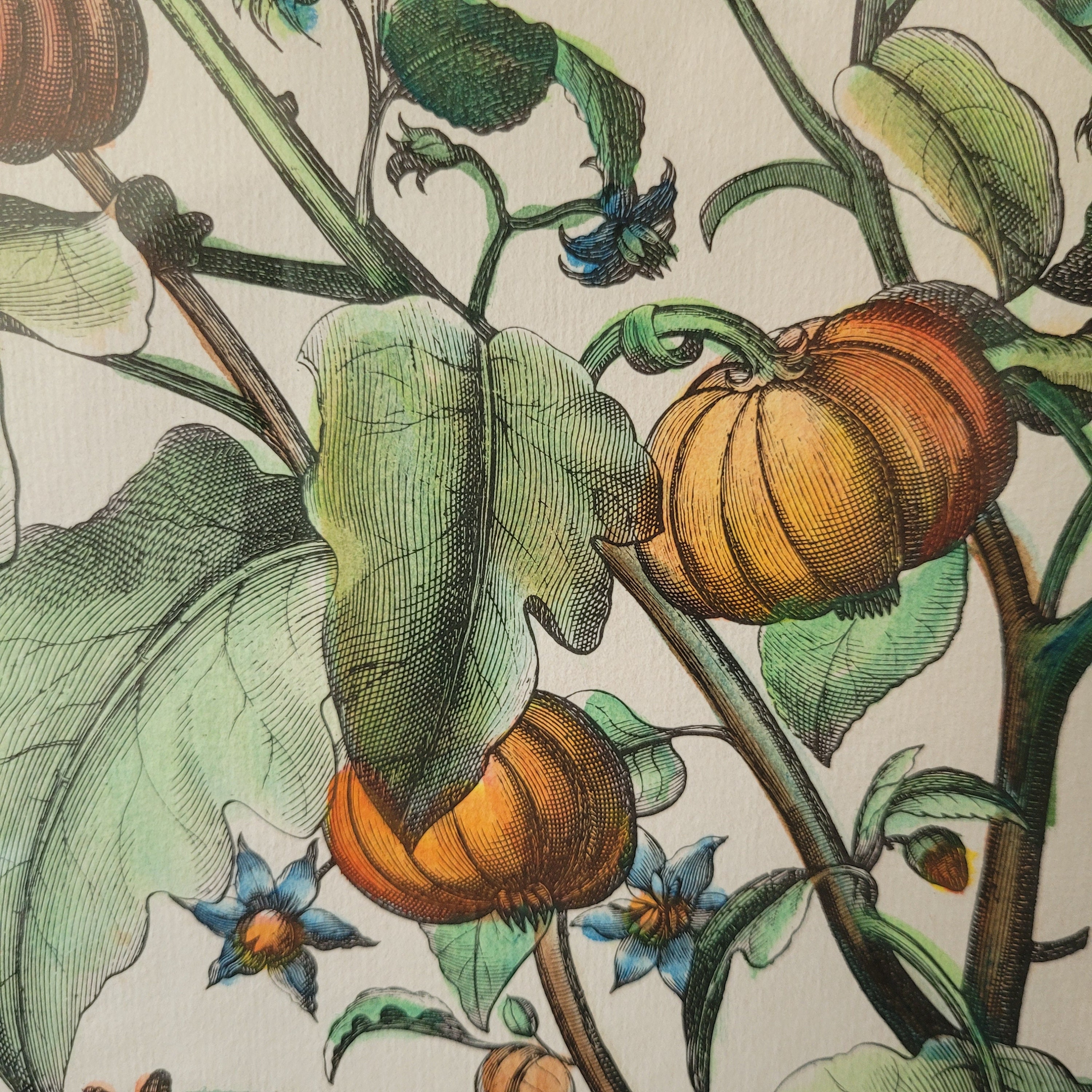 After Basilius Besler, Vintage Botanical Print, by Edizioni Ponte ...