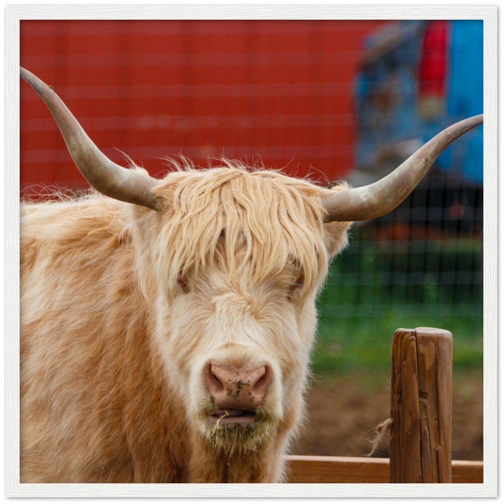 Highland Cow | High Quality Image - Etsy