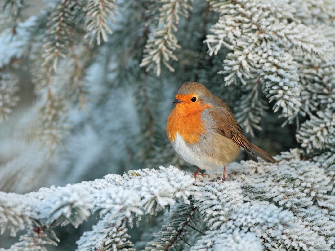 Robin Photo Print. A Photograph of a Bird Perching on a White, Frost ...