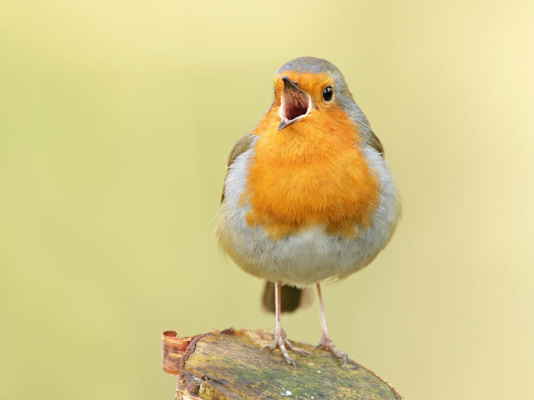 Robin Photo Print. Photograph of Bird Singing With Open Beak, Perching ...