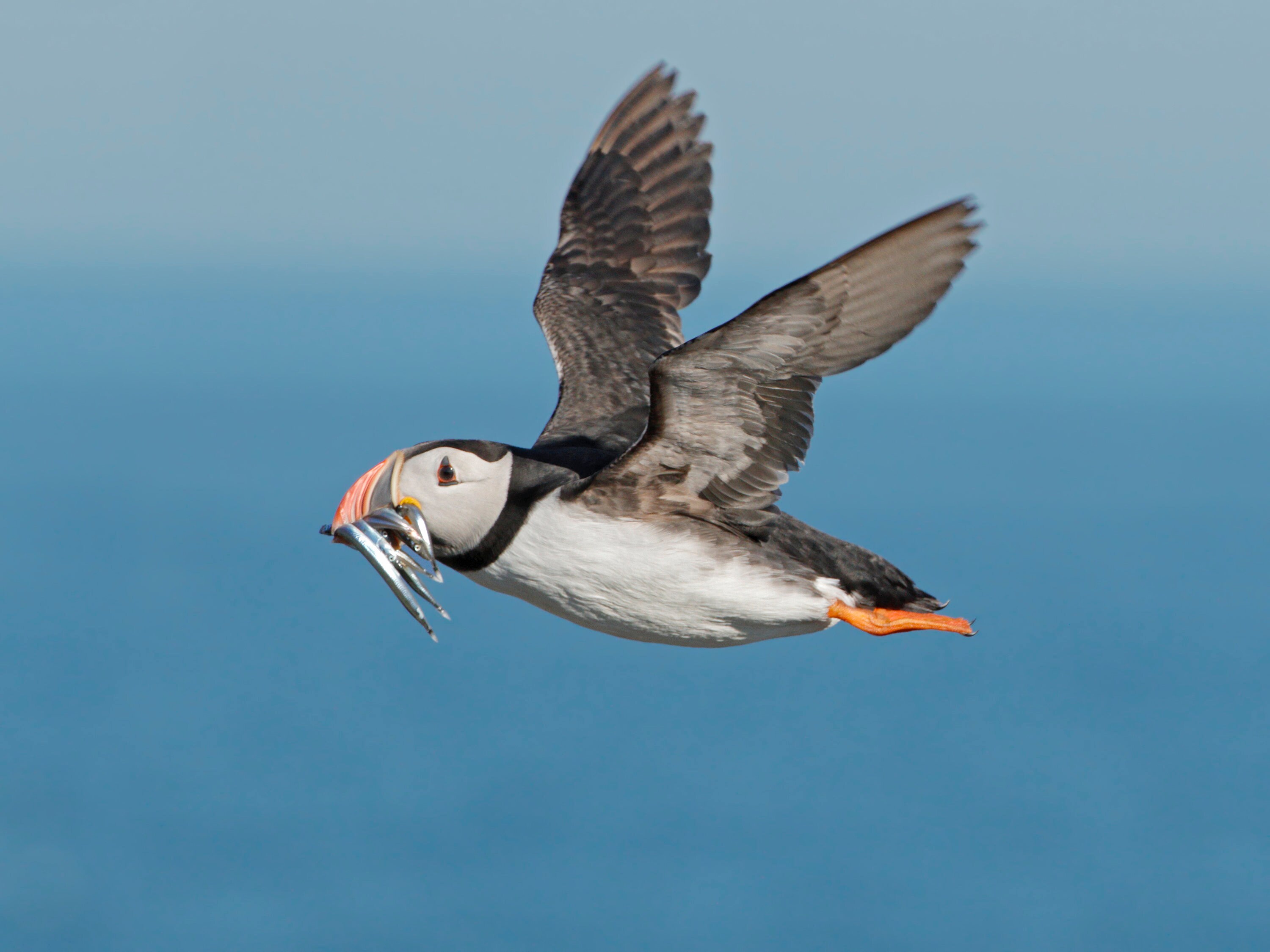 Puffin Photo Print. A Bird in Flight Carrying Sandeels. Wildlife ...
