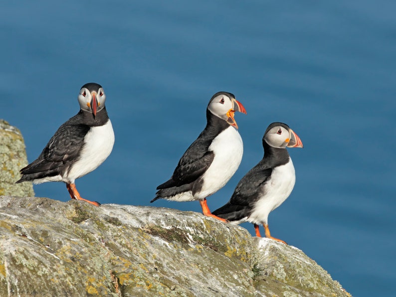 Puffin Photo Print. Three Birds Standing on Rocks. Wildlife Photography ...