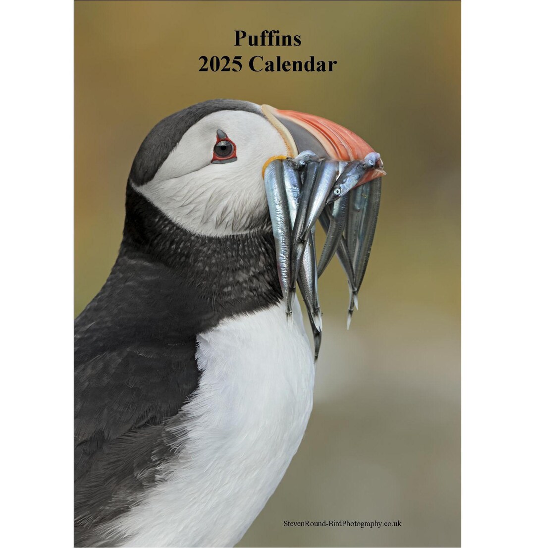 Puffins 2025 A4 Wildlife Wall Calendar. With High Quality Bird ...