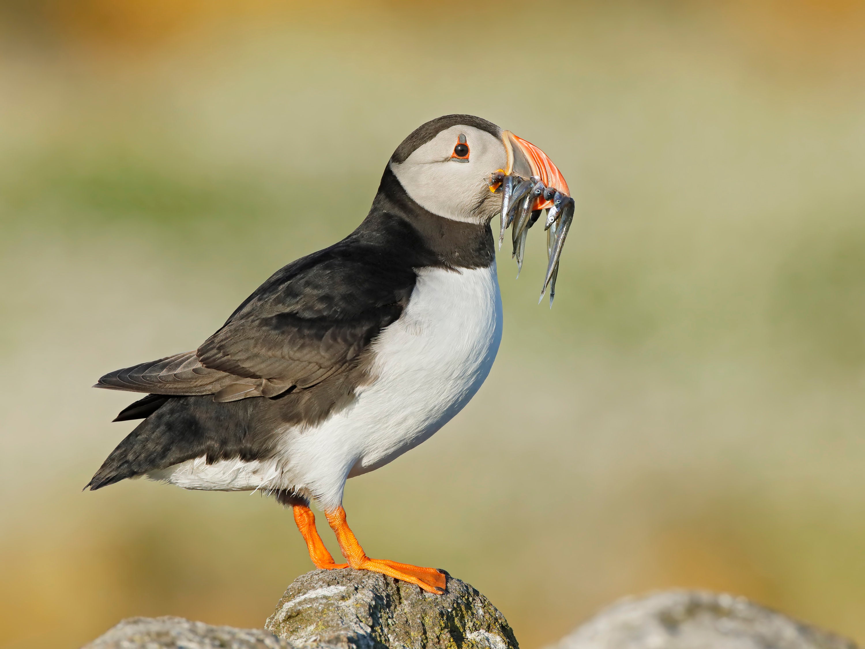 Puffin Photo Print. A Bird Perched on a Rock With Fish (sandeels ...
