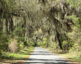 Savannah Georgia Printable Photography, Digital Download, Spanish Moss ...