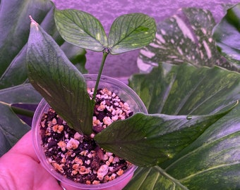 Hoya Polyneura Splash - Etsy