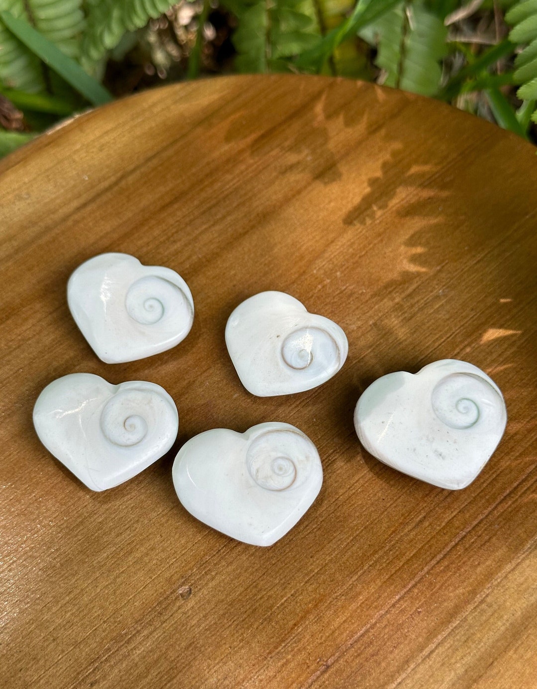 Shiva Shell Hearts - Etsy
