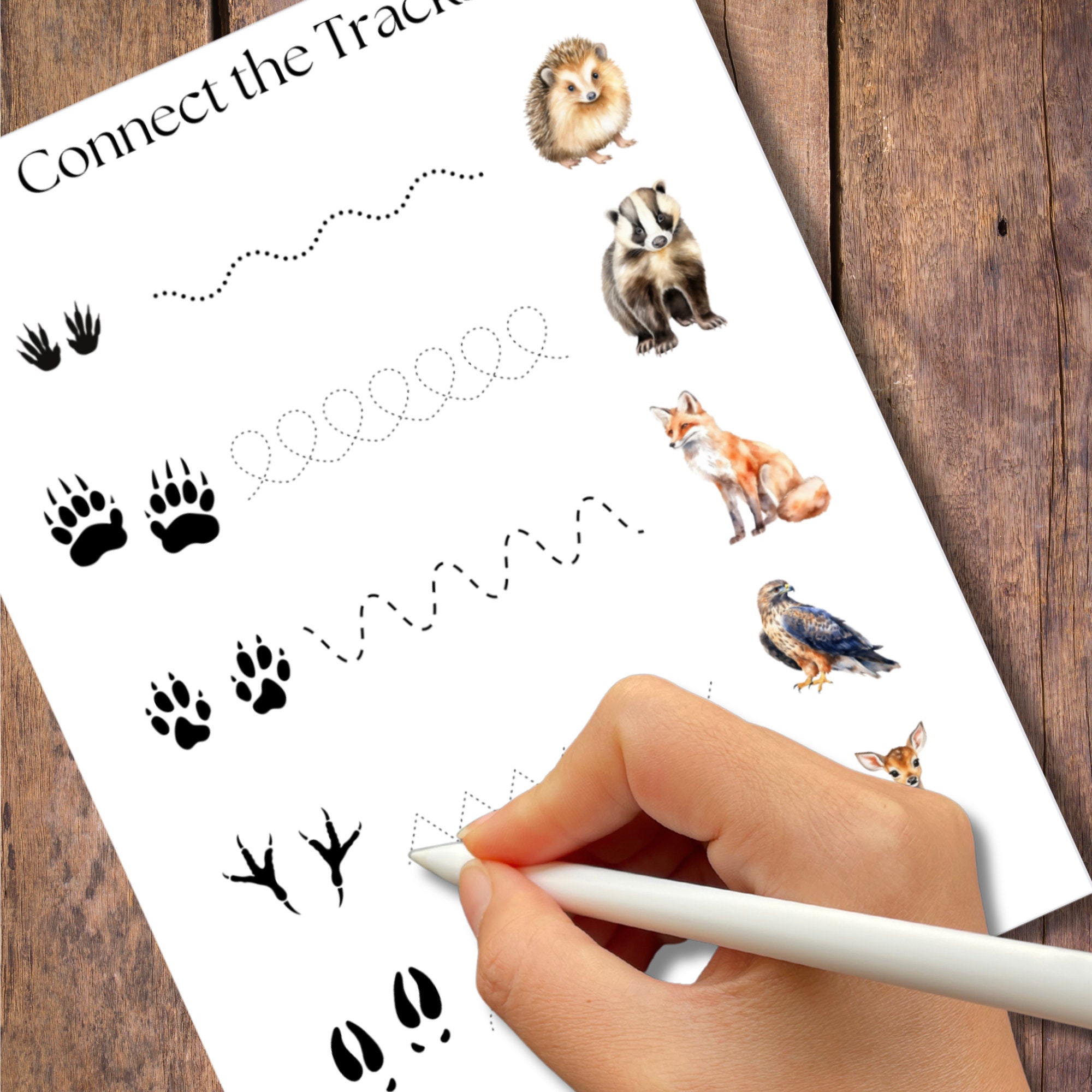 Woodland Animal Trace the Tracks, Woodland Animals, Montessori Game ...