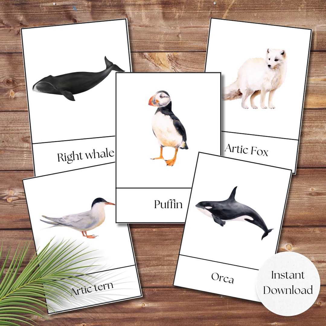 Artic Animal Cards, 12 Printable, Instant Download, Nature Game ...